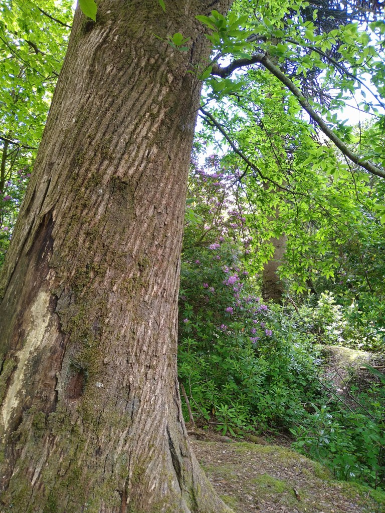 A walk in the woods - Joy Margetts